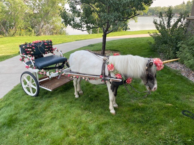 Pony Rides & Petting Zoo for Parties in Fort Collins CO | Little Angels ...